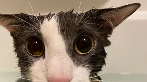 Universal Script 📌 | Punchys Alt Control — Roblox Scripts | ScriptBlox