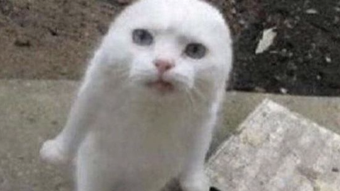 Universal Script 📌 | Aurora X — Roblox Scripts | ScriptBlox