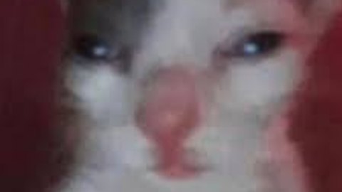 Universal Script 📌 | Full Bright — Roblox Scripts | ScriptBlox