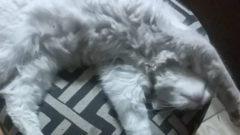 Universal Script 📌 | Really useful script for obbys — Roblox Scripts | ScriptBlox