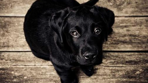 Universal Script 📌 | Mobile Freecam — Roblox Scripts | ScriptBlox