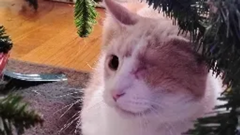 Universal Script 📌 | NPC hitbox expander final update — Roblox Scripts | ScriptBlox