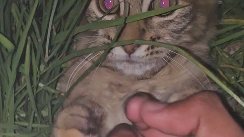 Universal Script 📌 | Hitbox Expander invisible — Roblox Scripts | ScriptBlox