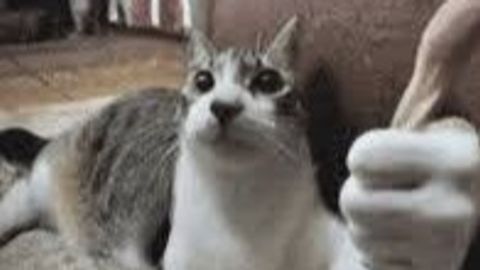 CENTAURA | 1 — Roblox Scripts | ScriptBlox