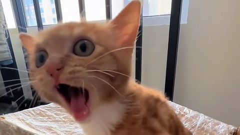 Slap Battles👏 | SB Hub — Roblox Scripts | ScriptBlox