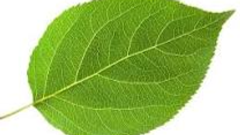 DOORS [NEW BUNDLE 🐱] | Leaf Hub — Roblox Scripts | ScriptBlox