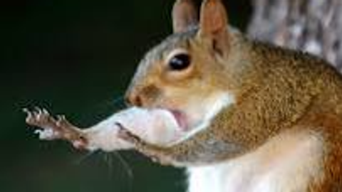 Universal Script 📌 | Scripter For Hire — Roblox Scripts | ScriptBlox