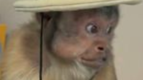 Universal Script 📌 | Fly Gui Script Universal — Roblox Scripts | ScriptBlox