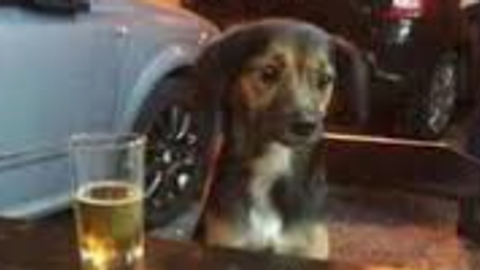 Universal Script 📌 | Luau Obfuscator — Roblox Scripts | ScriptBlox