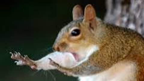 Universal Script 📌 | Scripter For Hire — Roblox Scripts | ScriptBlox