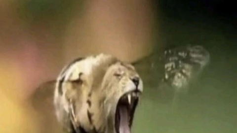 Universal Script 📌 | Dex v2 — Roblox Scripts | ScriptBlox