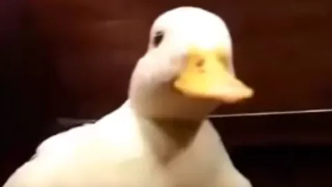 Universal Script 📌 | Traphub — Roblox Scripts | ScriptBlox