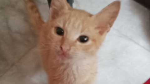 Universal Script 📌 | R15 FE sonic animation lol run jump climb and fall ...