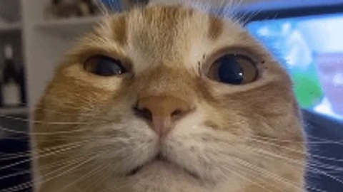 Universal Script 📌 | jerk off goon — Roblox Scripts | ScriptBlox