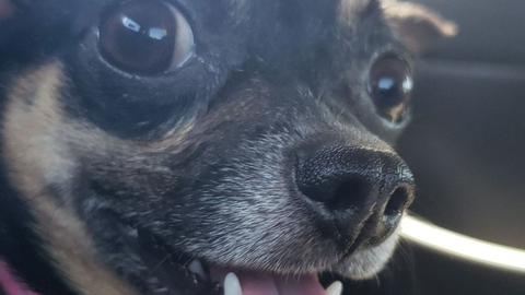 Universal Script 📌 | Music Player CLIENT SIDED — Roblox Scripts | ScriptBlox