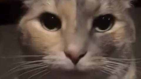 Universal Script 📌 | Remove Touchable Parts — Roblox Scripts | ScriptBlox