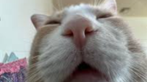 Universal Script 📌 | Crypton — Roblox Scripts | ScriptBlox