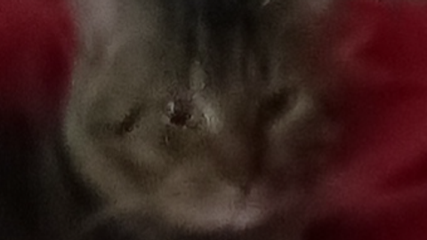 Universal Script 📌 | Chill guy script FE — Roblox Scripts | ScriptBlox