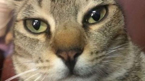 Universal Script 📌 | Science — Roblox Scripts | ScriptBlox